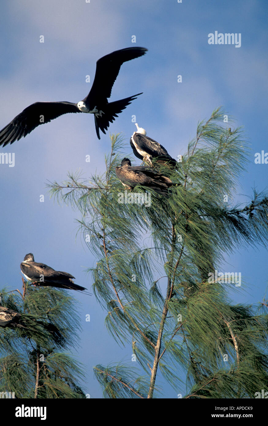 War bird hi-res stock photography and images - Alamy