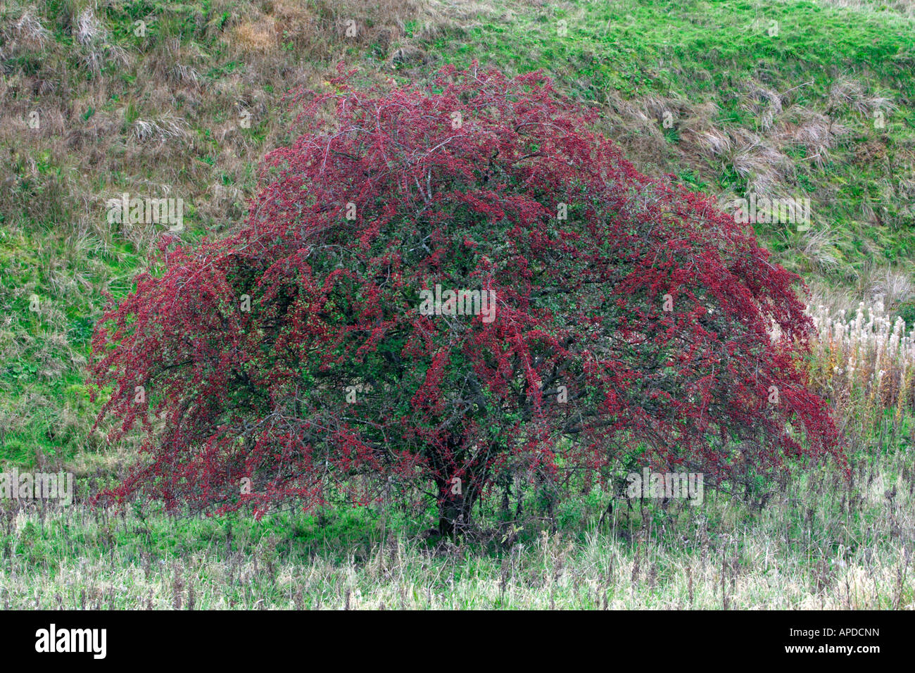 English Hawthorn, May (Crataegus monogyna), tree with ripened berries ...