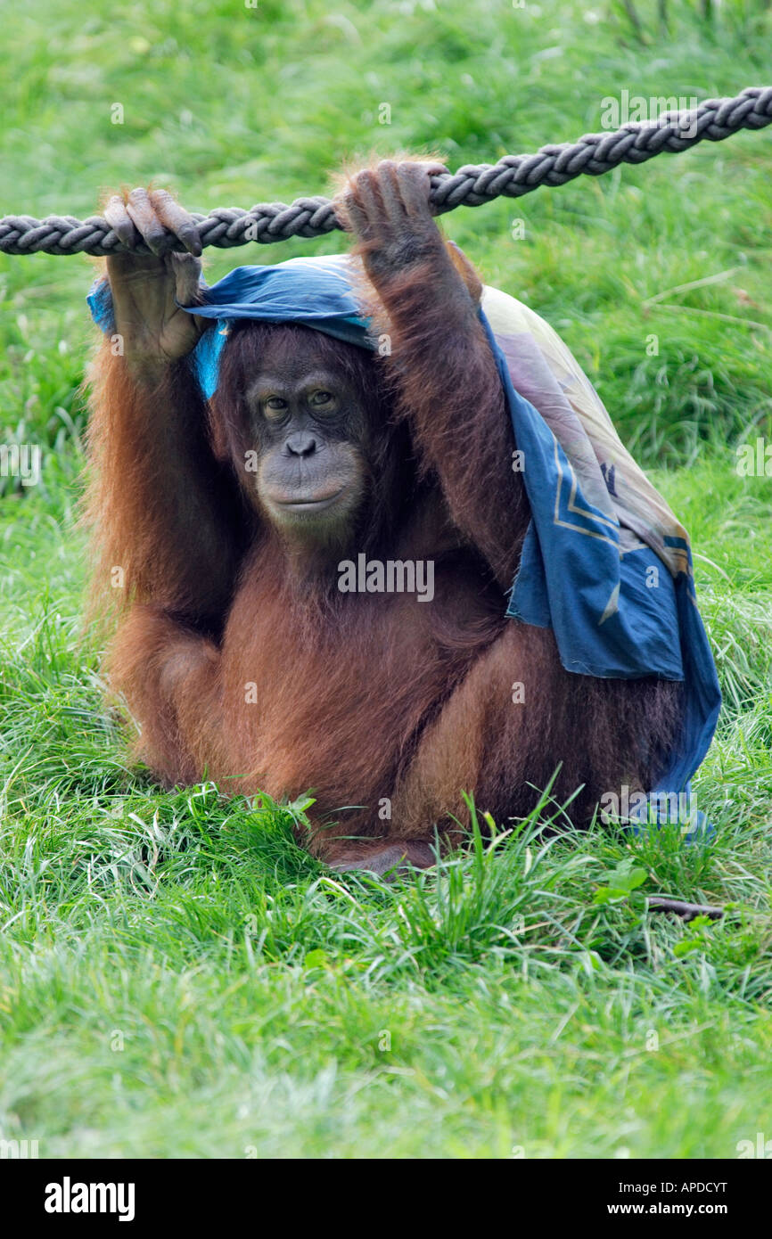 Baby pongo pygmaeus playing hi-res stock photography and images - Alamy