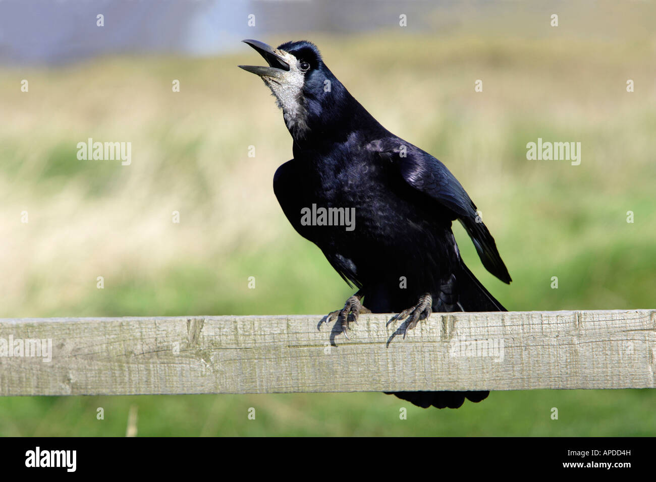 Call bird hi-res stock photography and images - Alamy