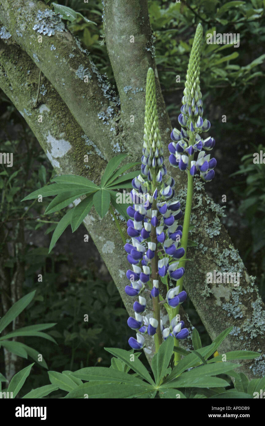 lupins by tree Stock Photo - Alamy