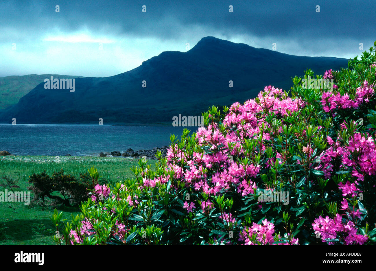 Isle of mull ben buie hi-res stock photography and images - Alamy