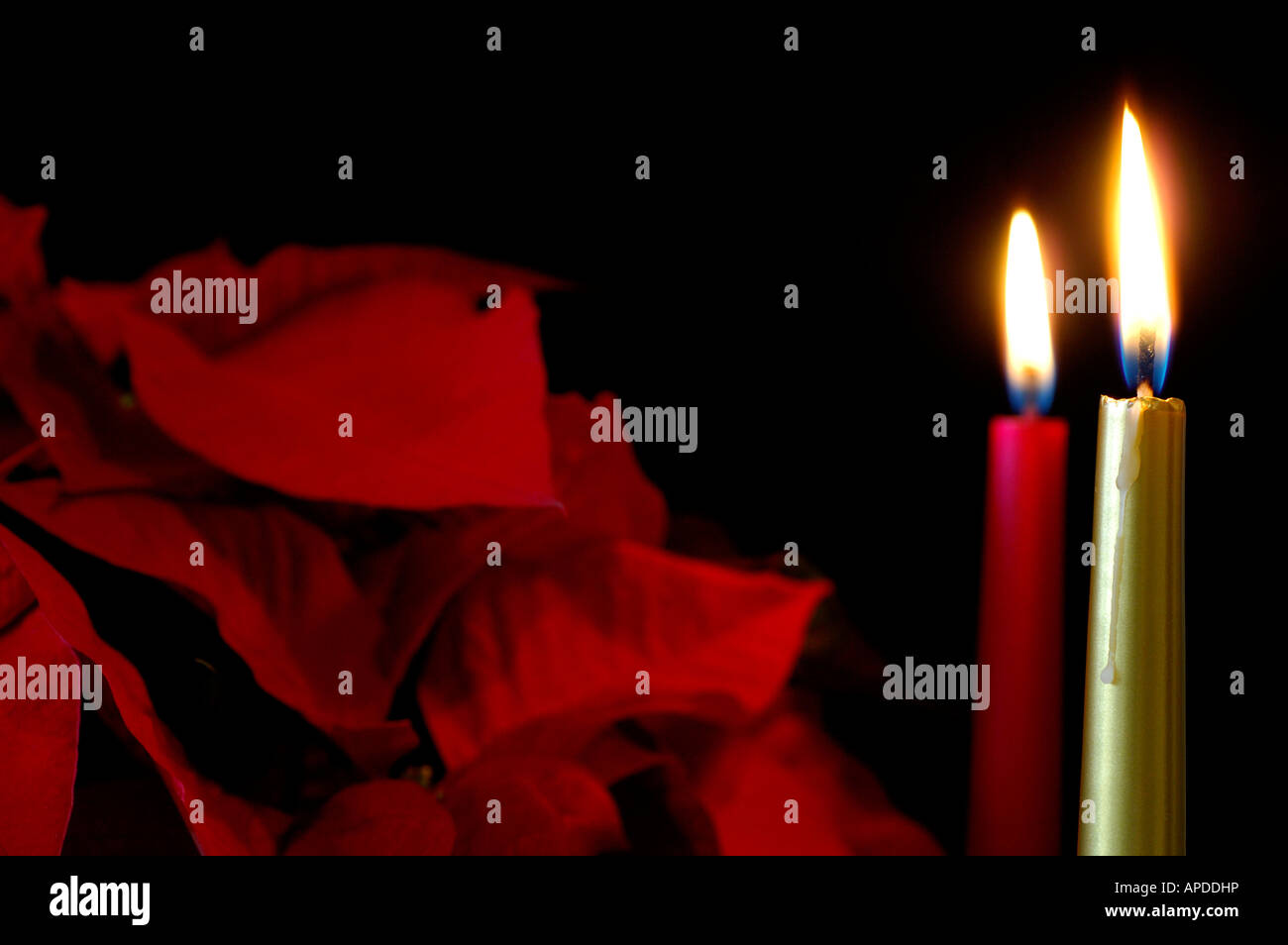 Holiday still life. Burning candles & poinsettia plant Stock Photo - Alamy