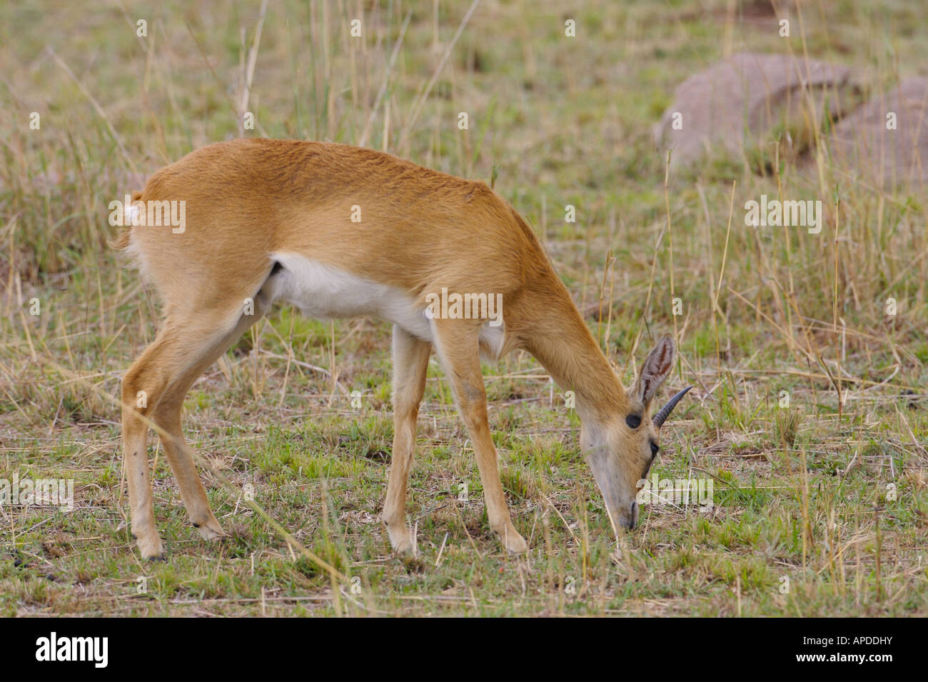 African steenboks hi-res stock photography and images - Alamy