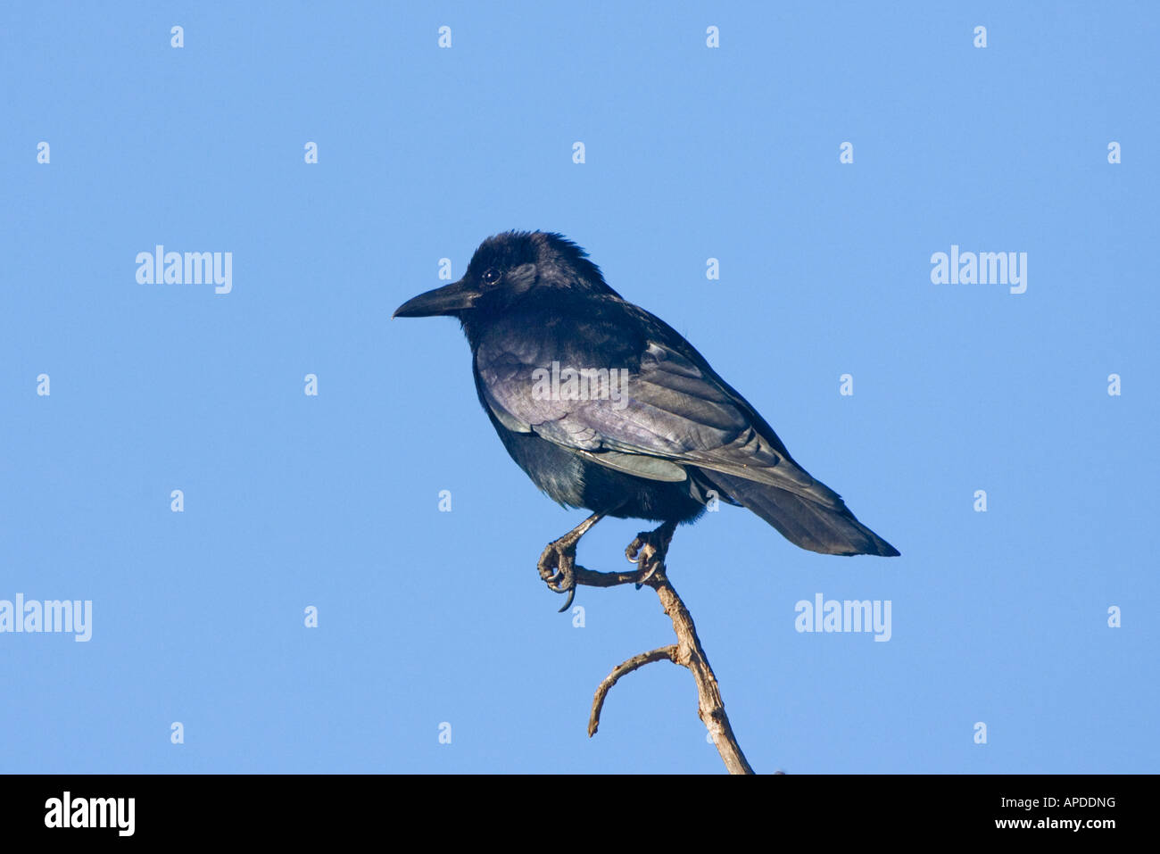 Sinaloa Crow Corvus sinaloae Sayulita Nayarit Mexico 16 January Adult Corvidae Stock Photo - Alamy