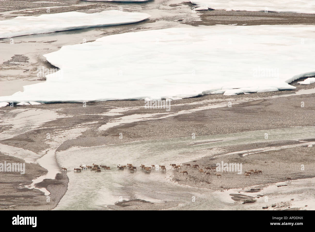alaska arctic national wildife refuge anwr caribou cross the kongakut ...