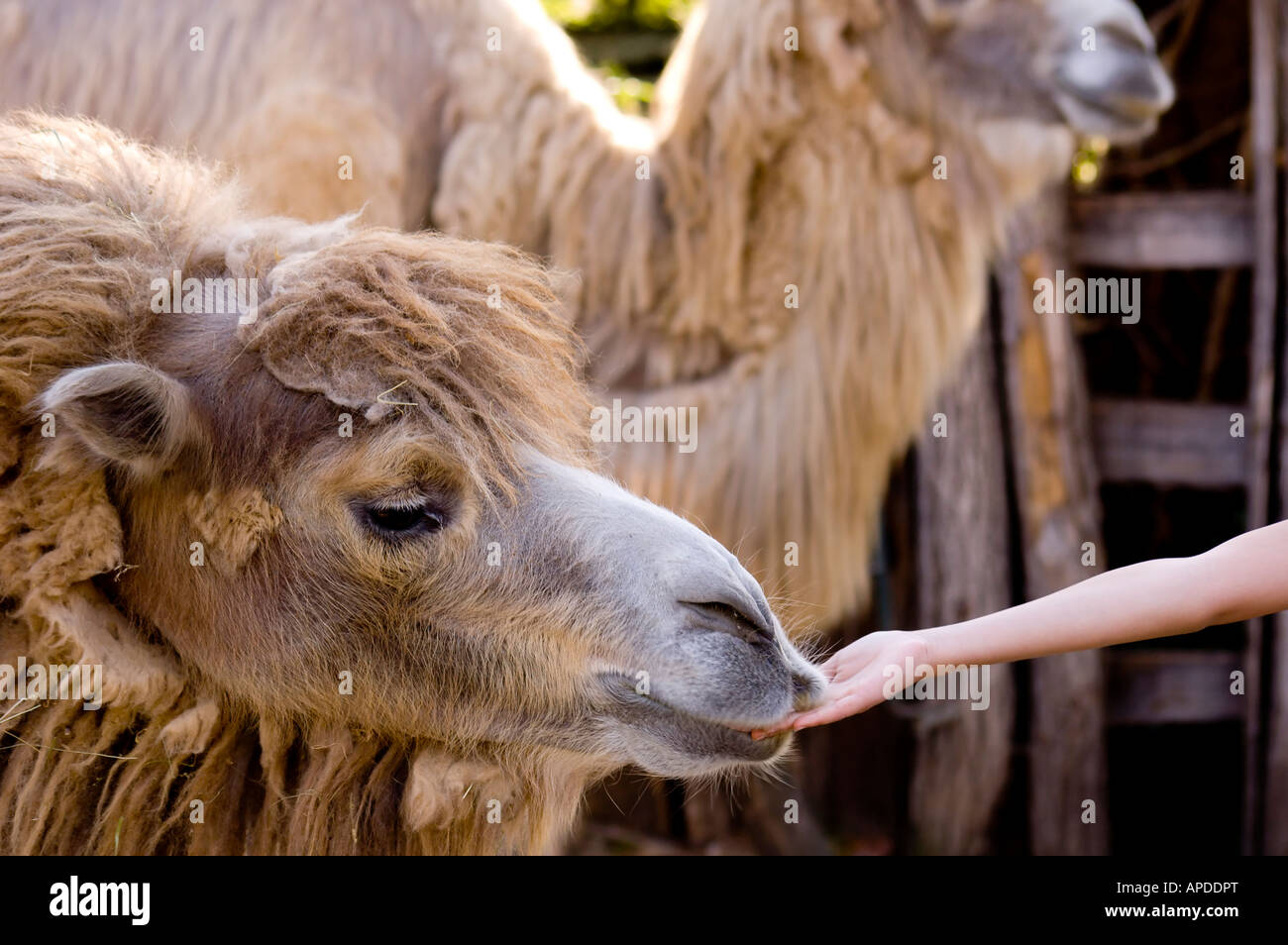 A hand feeding a camel Stock Photo - Alamy