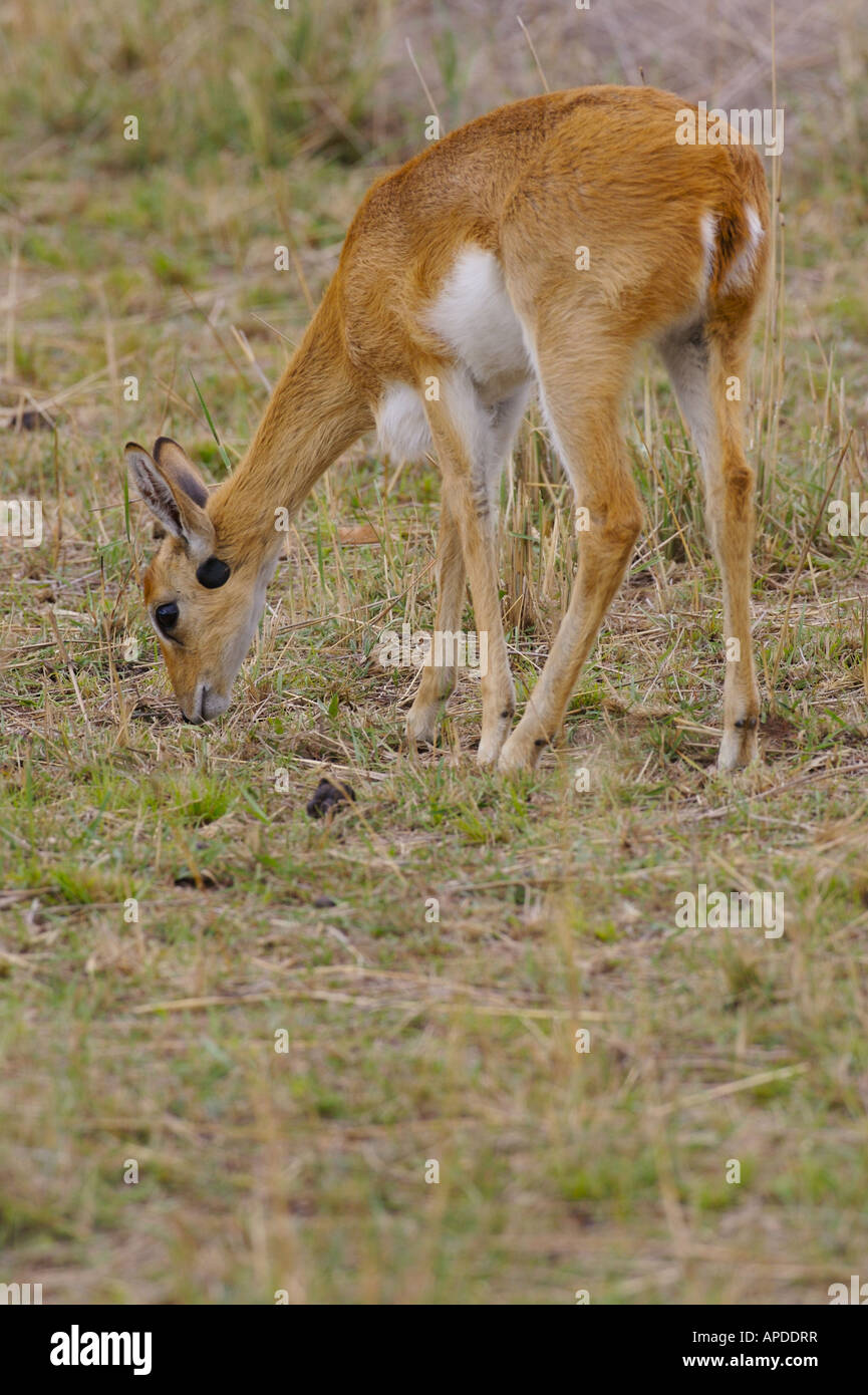 African steenboks hi-res stock photography and images - Alamy