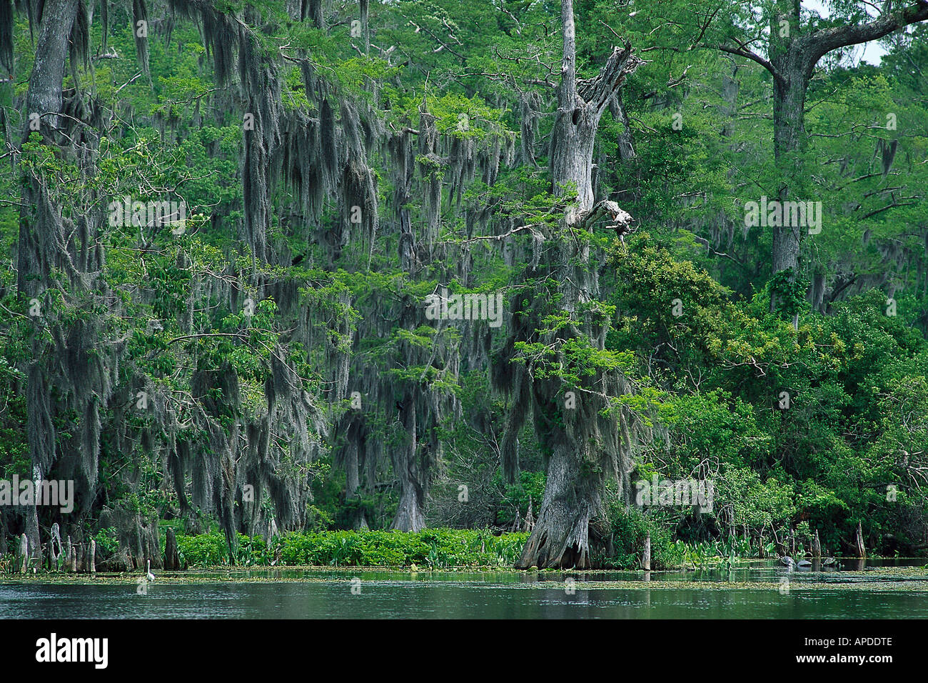 Wakulla springs hi-res stock photography and images - Alamy