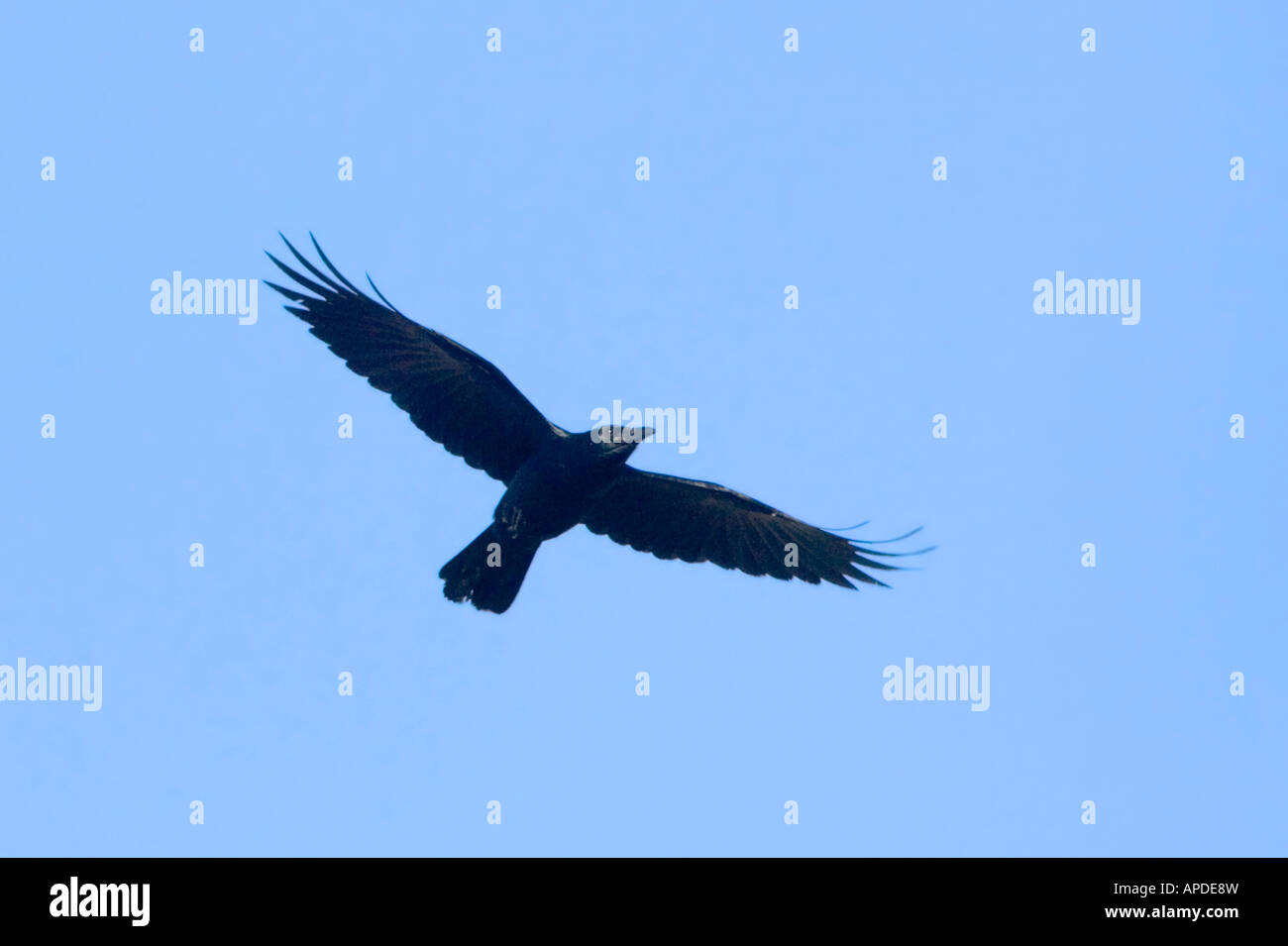 Sinaloa Crow Corvus sinaloae Sayulita Nayarit Mexico 16 January Adult ...
