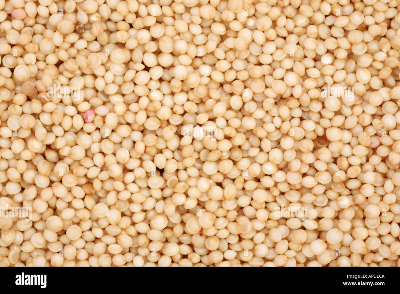 love lies bleeding Amaranthus caudatus seeds Stock Photo - Alamy