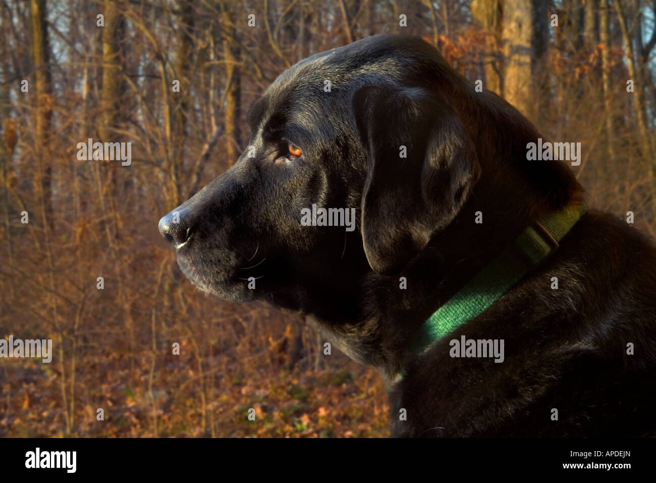 sunsetLabrador Retriever in the Woods Stock Photo - Alamy