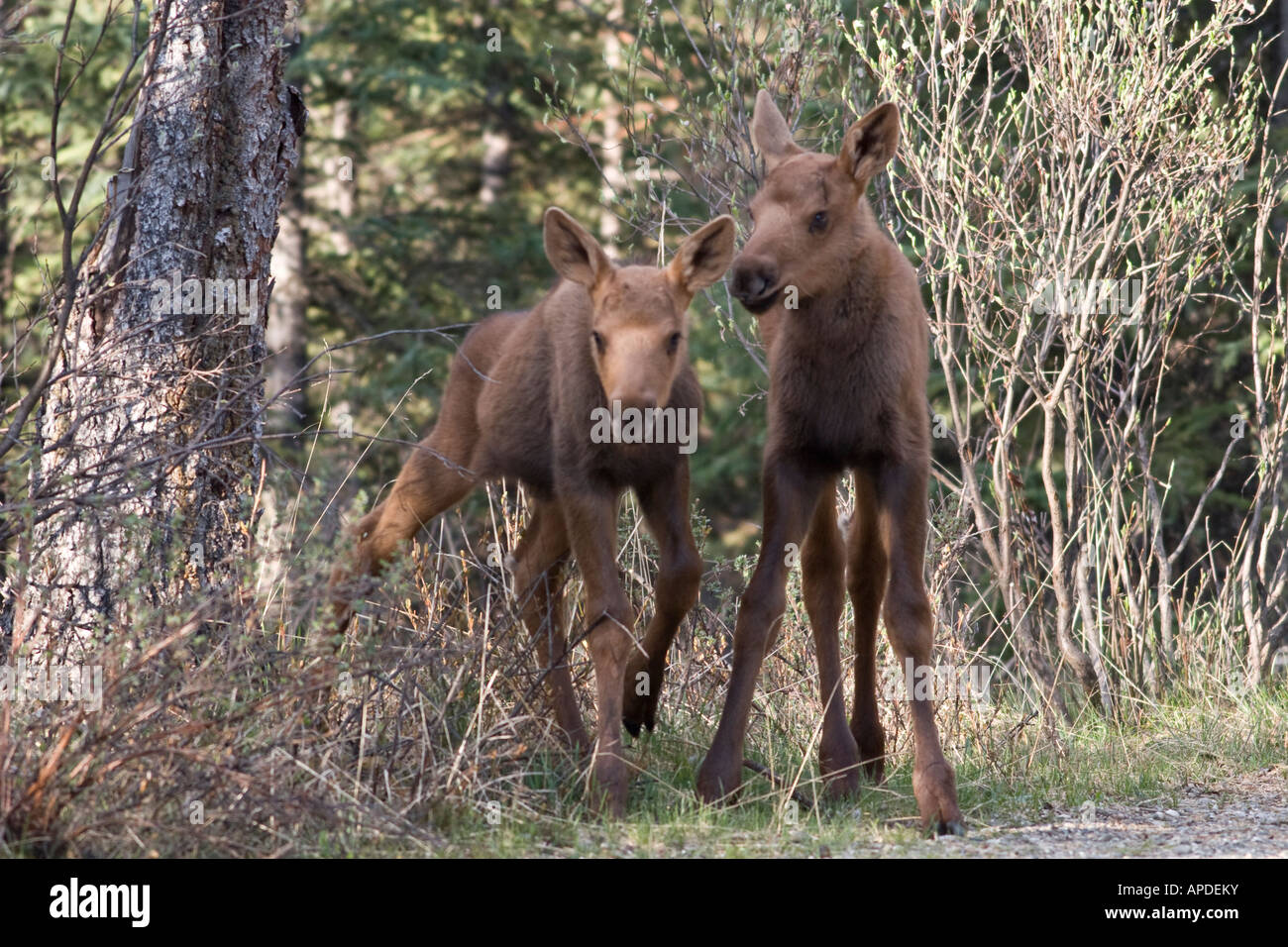 Mooose hi-res stock photography and images - Alamy Mooose hi-res stock photography and images - Alamy