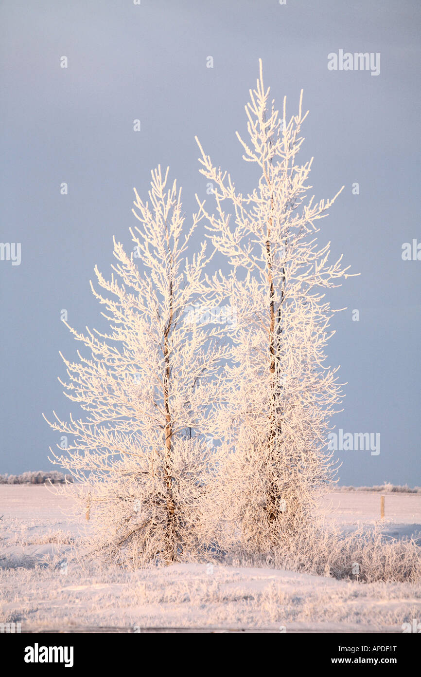 Hoar frost covered trees Stock Photo - Alamy