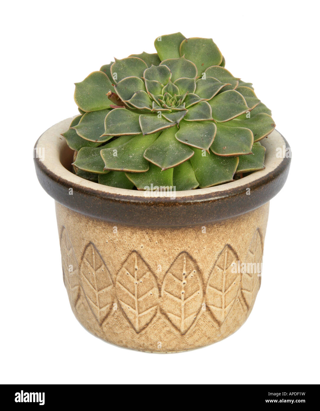 Tacitus bellus Graptopetalum bellum Tacitus bellus Graptopetalum bellum ...