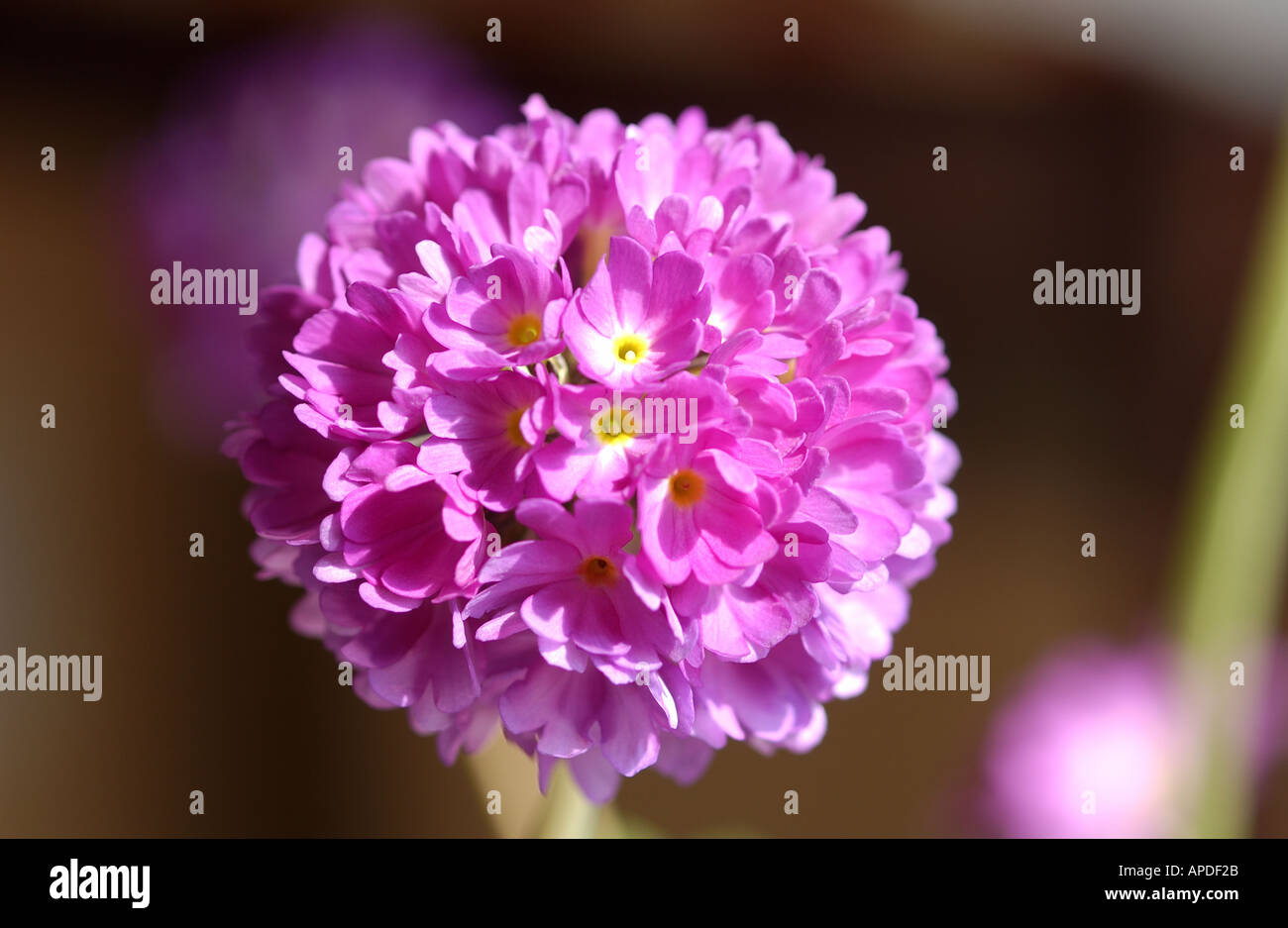 Pink primula hi-res stock photography and images - Alamy