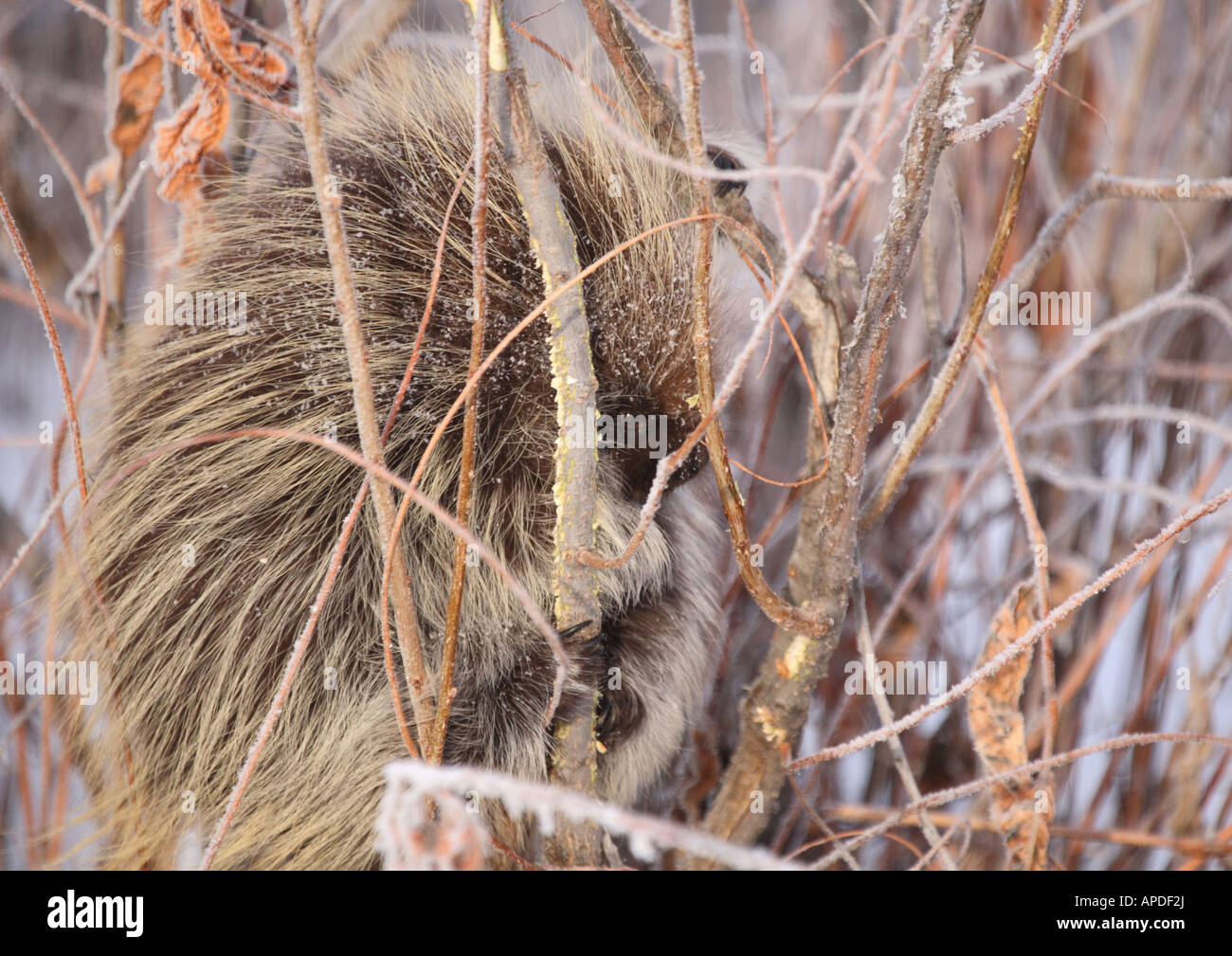 Porcupine in winter Stock Photo - Alamy