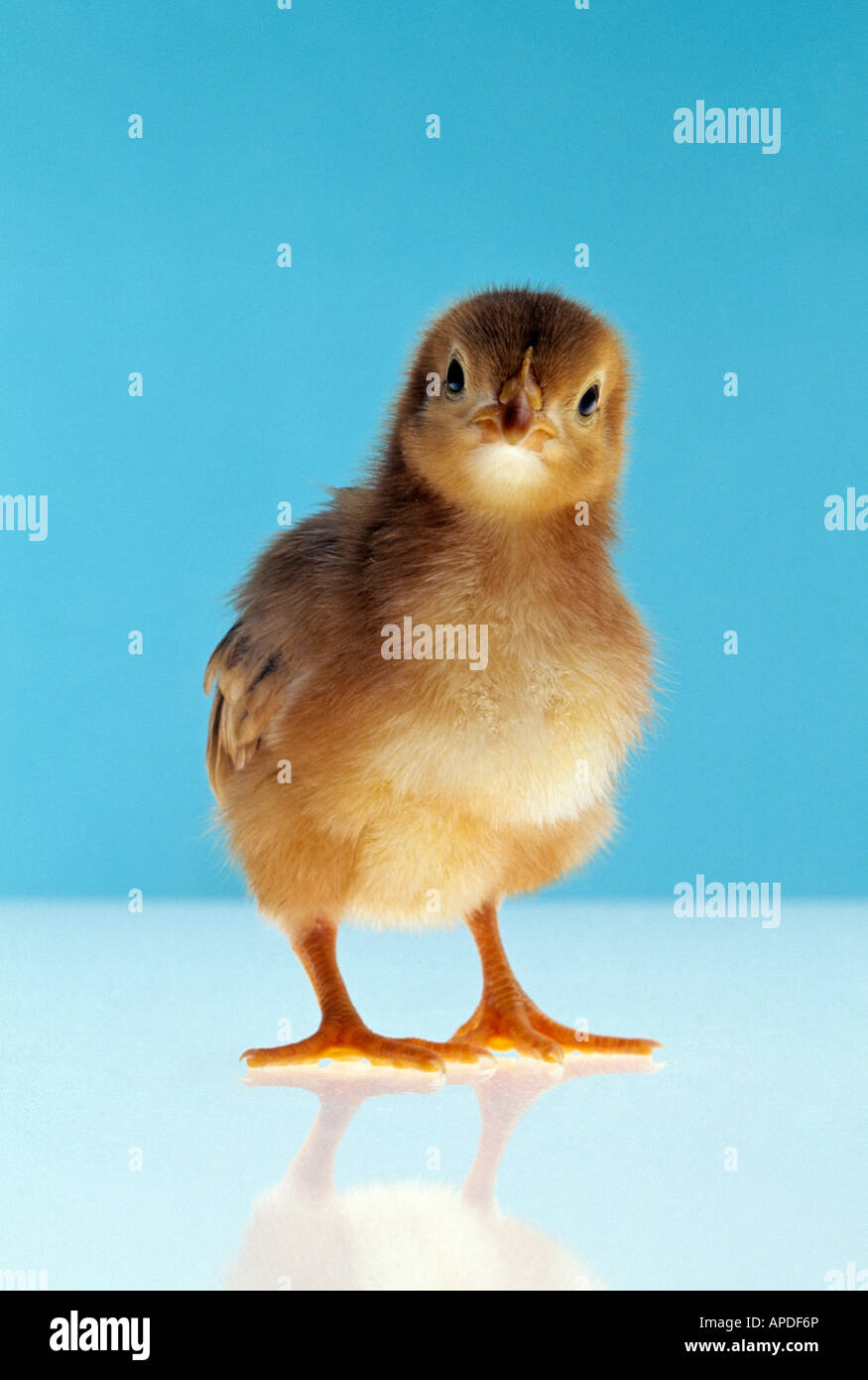 Confused chick hi-res stock photography and images - Alamy