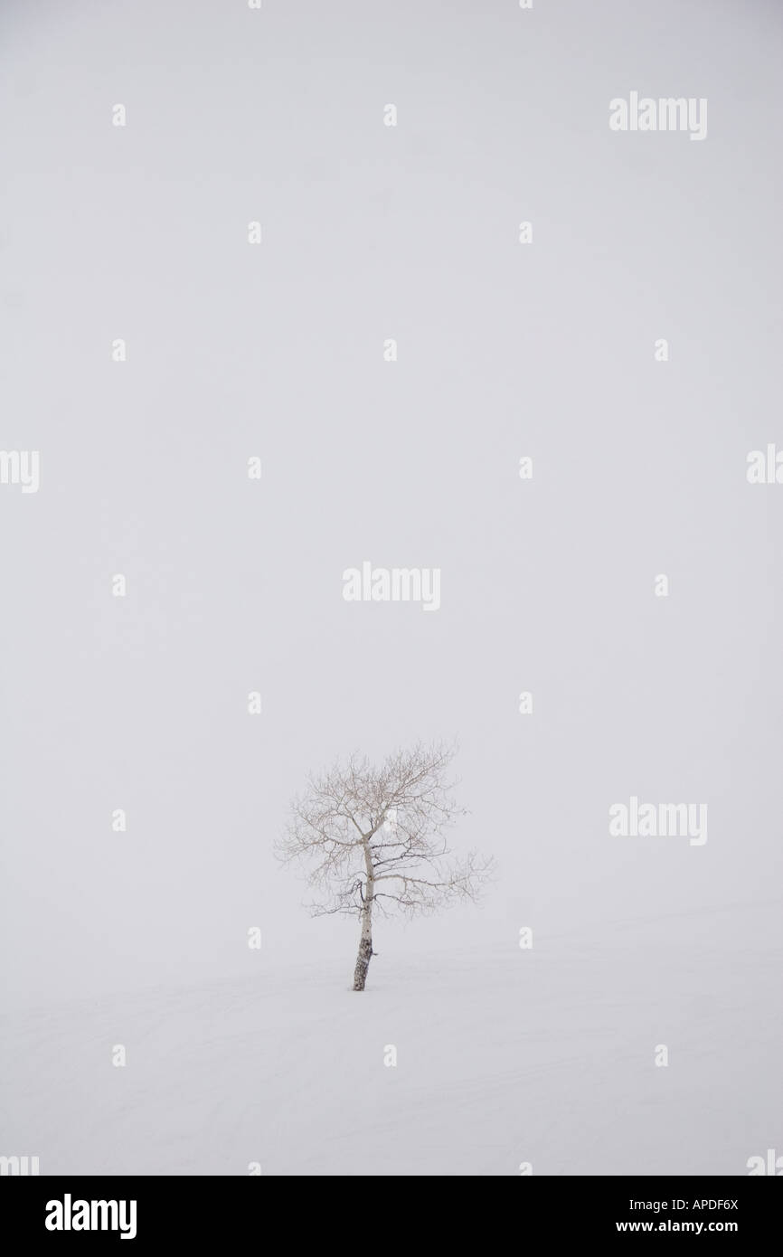 Alone in snow stands hi-res stock photography and images - Alamy