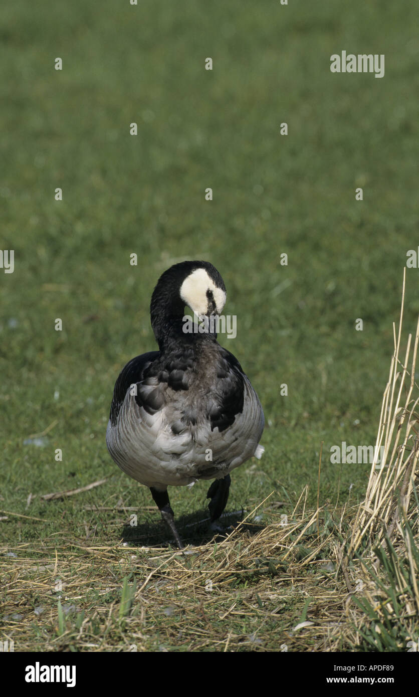 Barnicle goose hi-res stock photography and images - Alamy
