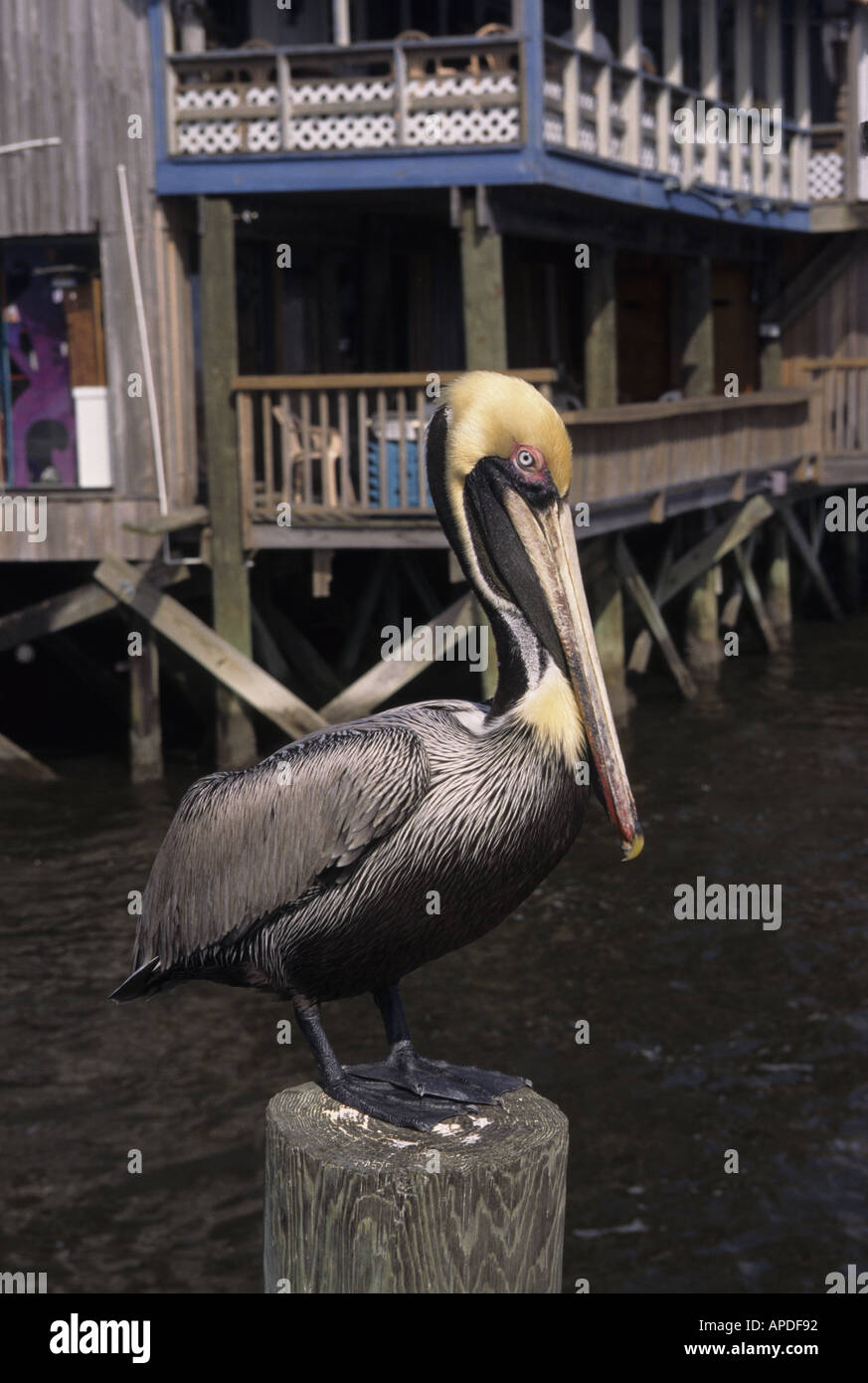 BROWN PELICAN ON POST CEDAR KEY FLORIDA USA Stock Photo - Alamy