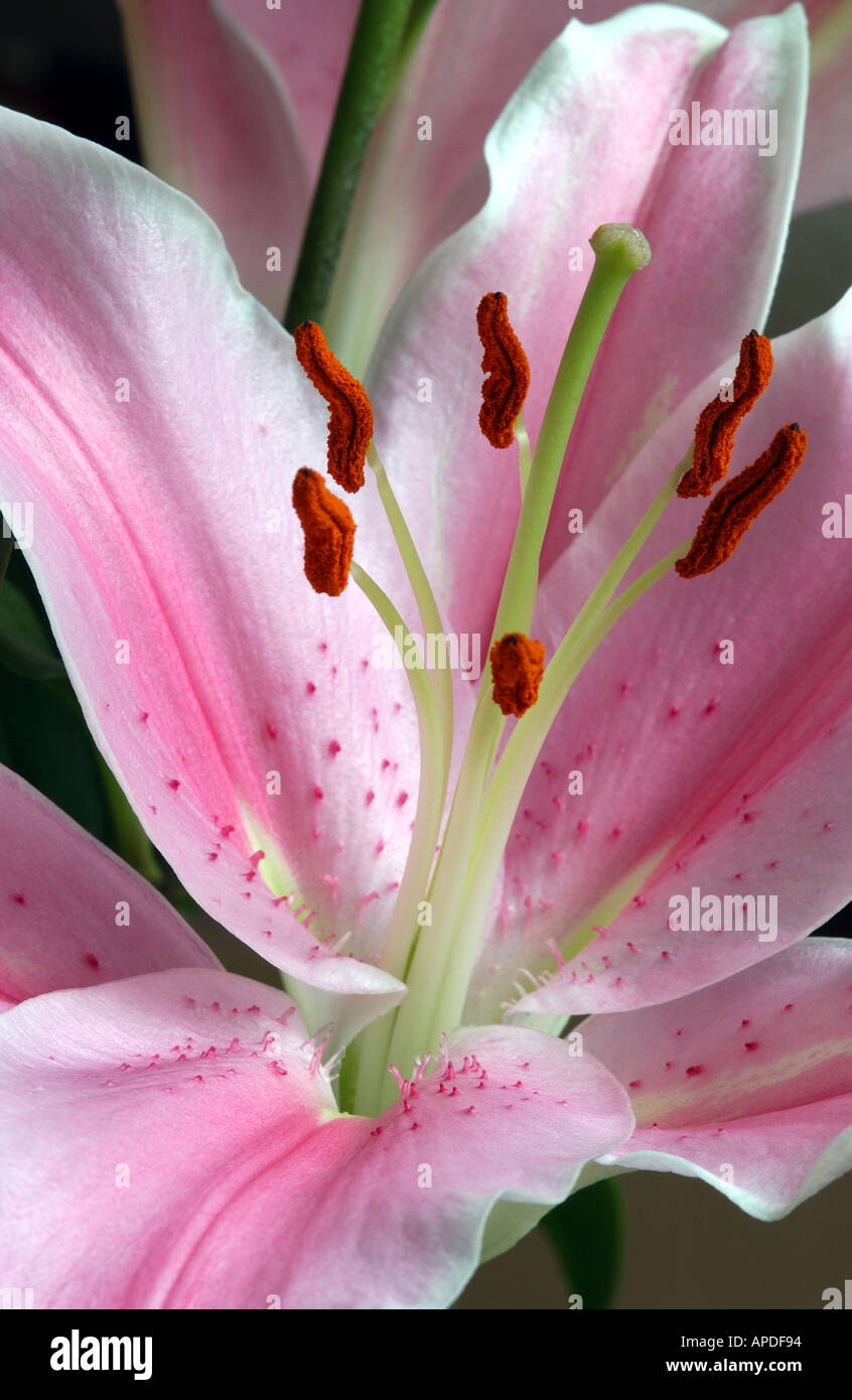 Still life lily flowers hi-res stock photography and images - Alamy