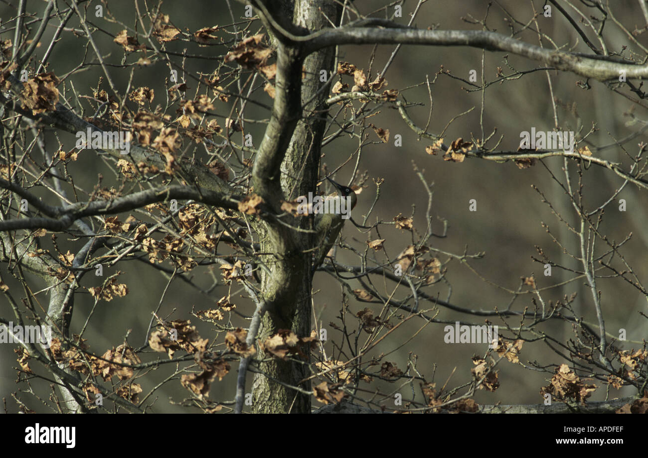 Ant eaters hi-res stock photography and images - Alamy