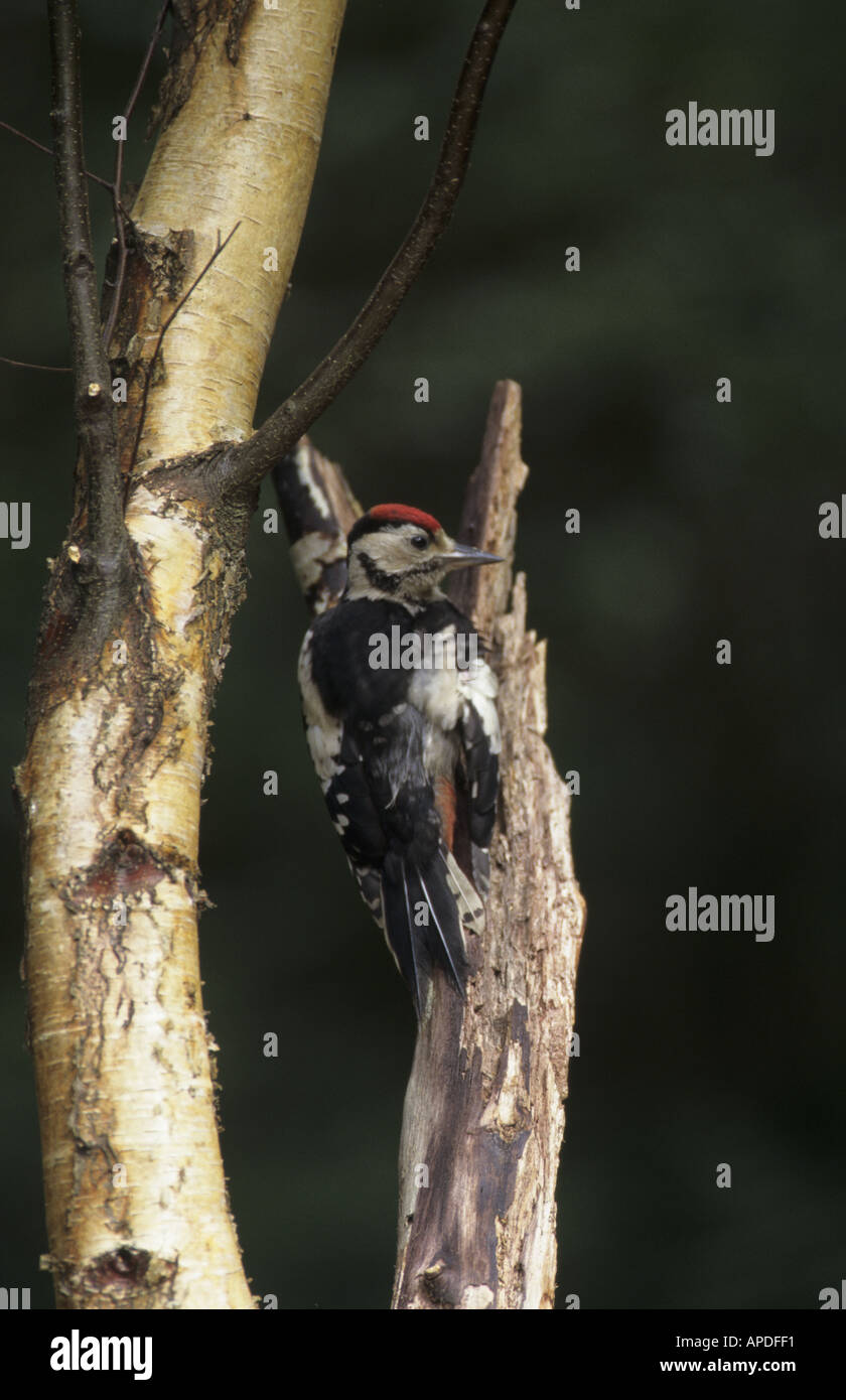 Lesser spotted woodpeckers hi-res stock photography and images - Alamy