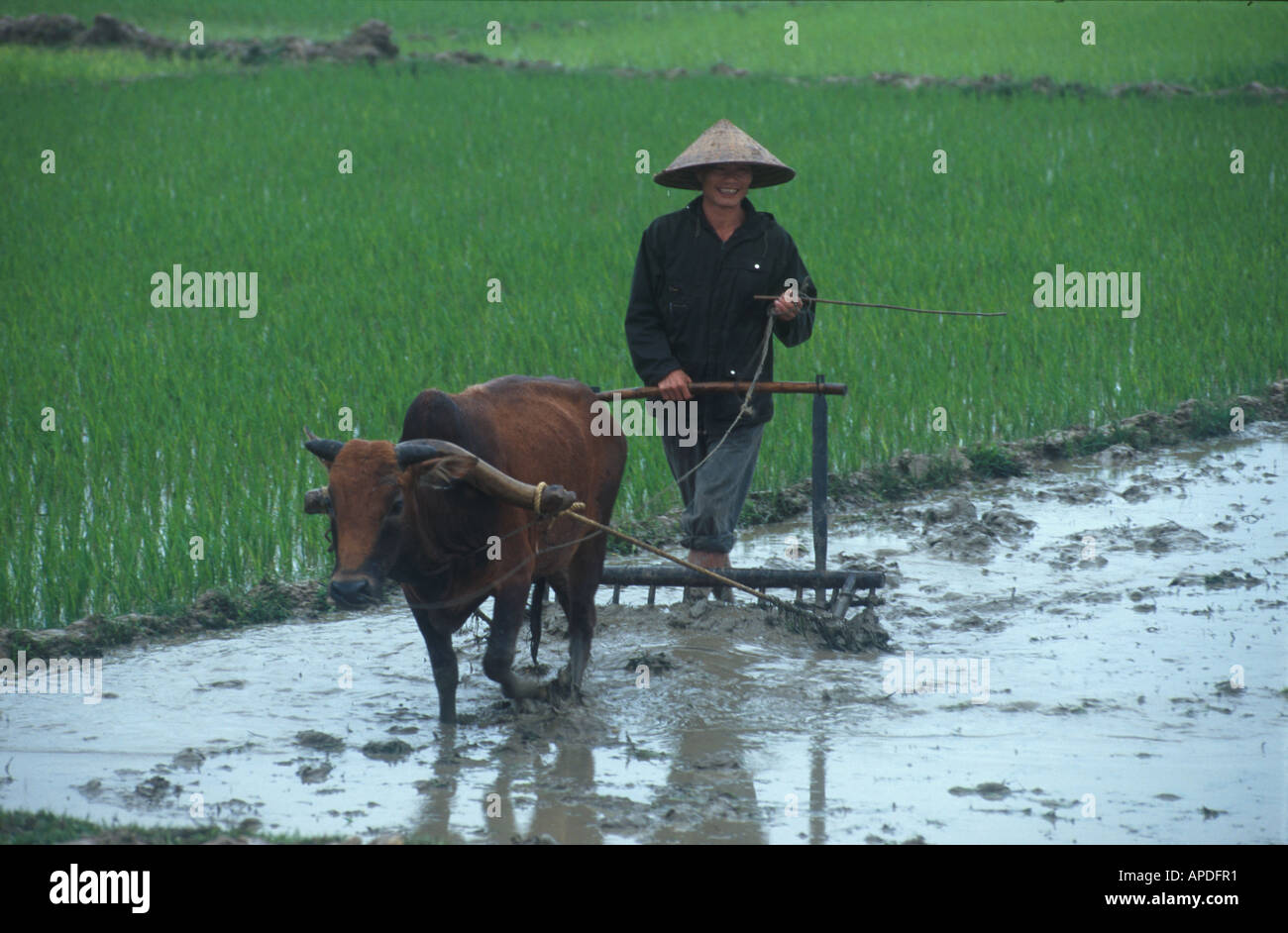 Reisernte hi-res stock photography and images - Alamy