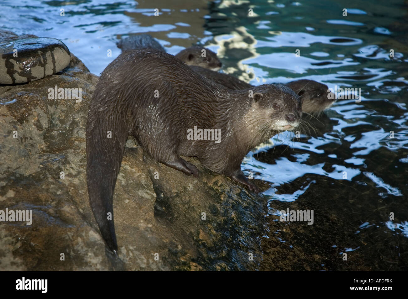 Asian short clawed otter Amblonyx Cinereus Stock Photo - Alamy