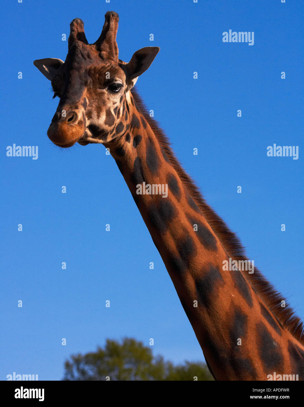 Giraffe portrait against deep blue sky Stock Photo - Alamy