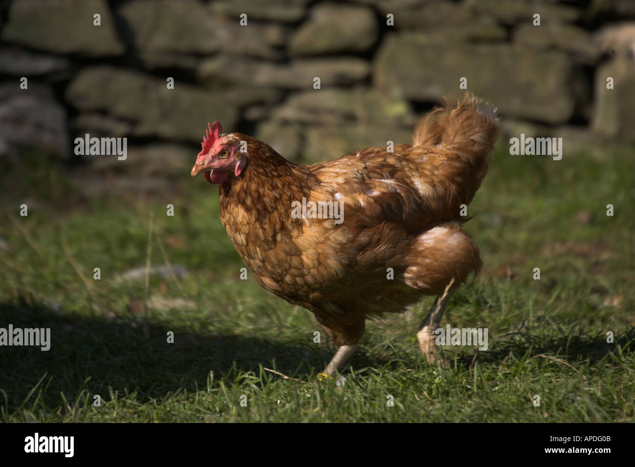 Isa brown hen hi-res stock photography and images - Alamy