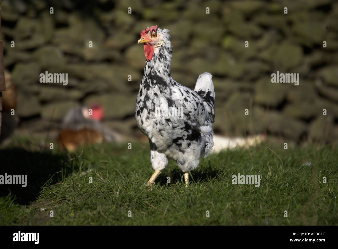 Leghorn chicken hi-res stock photography and images - Alamy