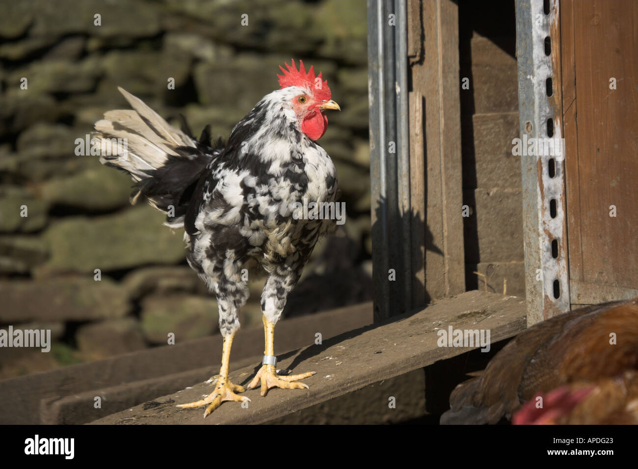 Exchequer Leghorn Chicken Free Range Organic Fed from Cumbria Stock ...
