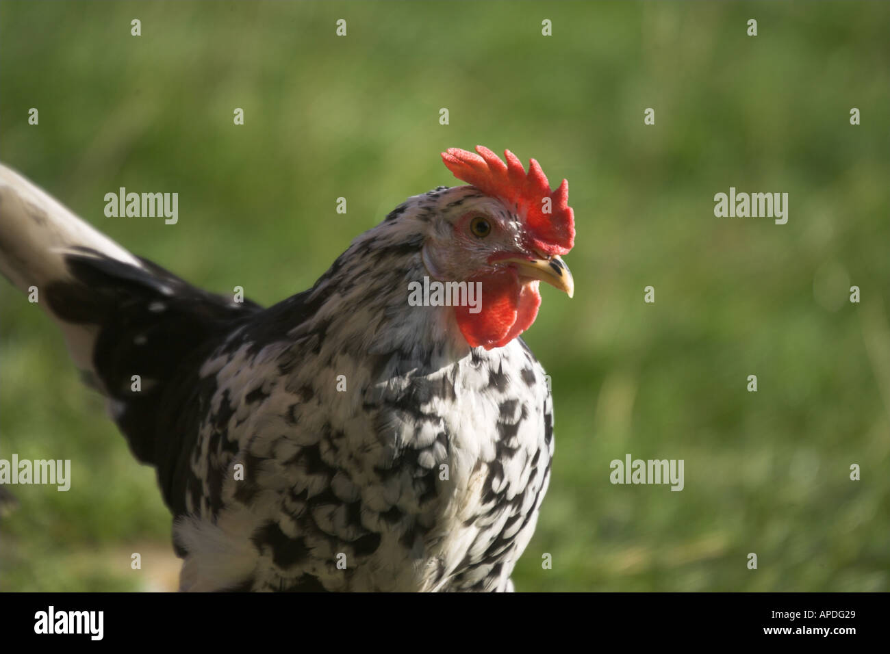Exchequer Leghorn Chicken Free Range Organic Fed from Cumbria Stock ...
