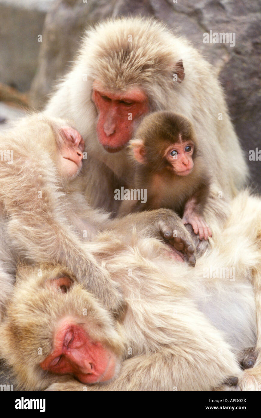 Asia, Japan, Nagano, Jigokudani, Snow Monkey Family (Macaca fuscata ...