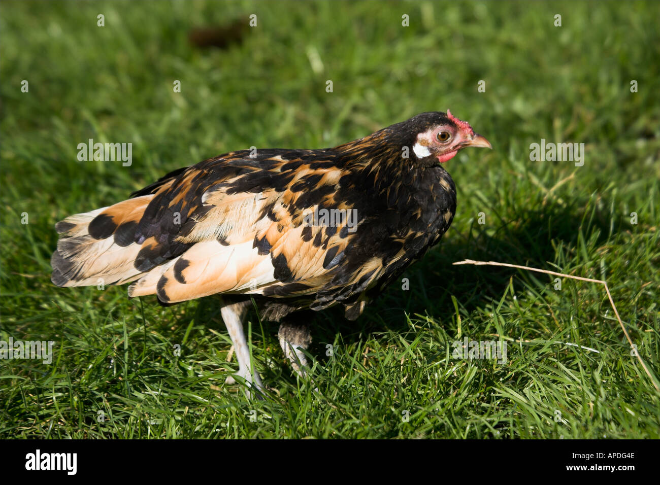 Spangled hamburgh hi-res stock photography and images - Alamy