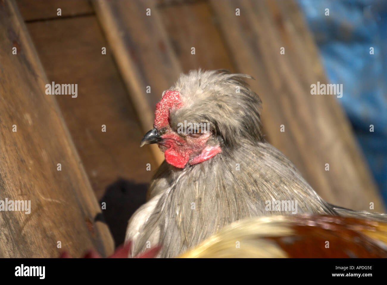 Lavender Araucana Chicken Free Range Organic Fed from Cumbria UK Stock ...