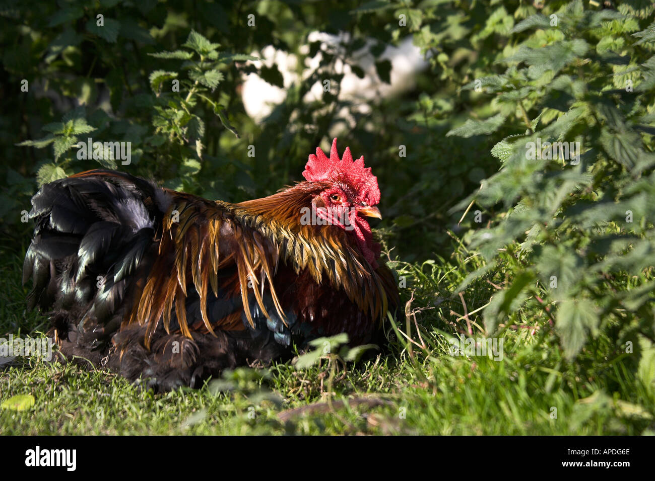 Partridge cochin hen hi-res stock photography and images - Alamy