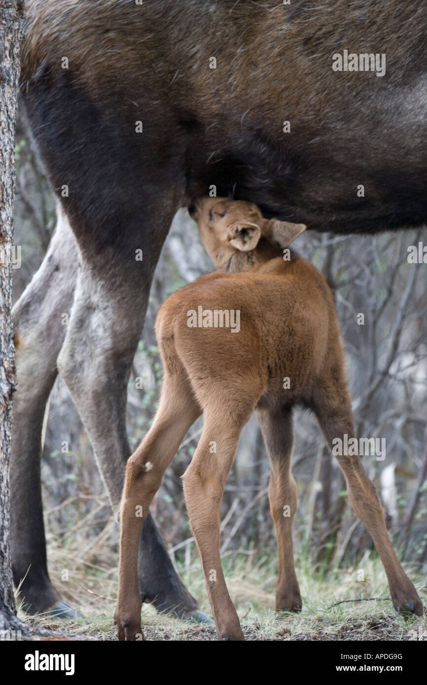 alaska denali national park moose Alces alces moose calf nursing Stock ...
