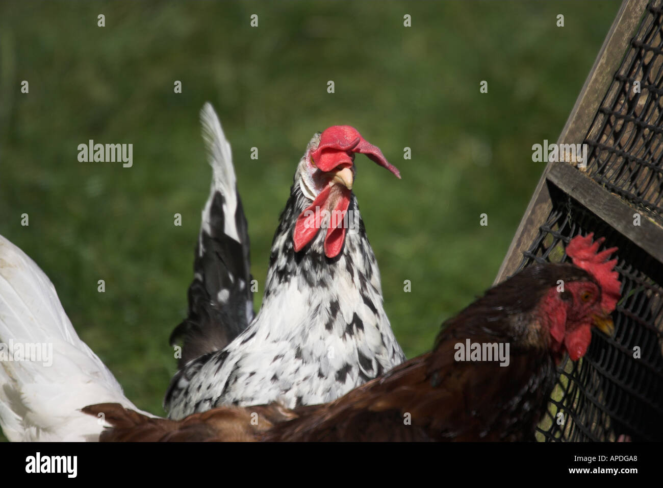 Hen chicken stone wall hi-res stock photography and images - Alamy