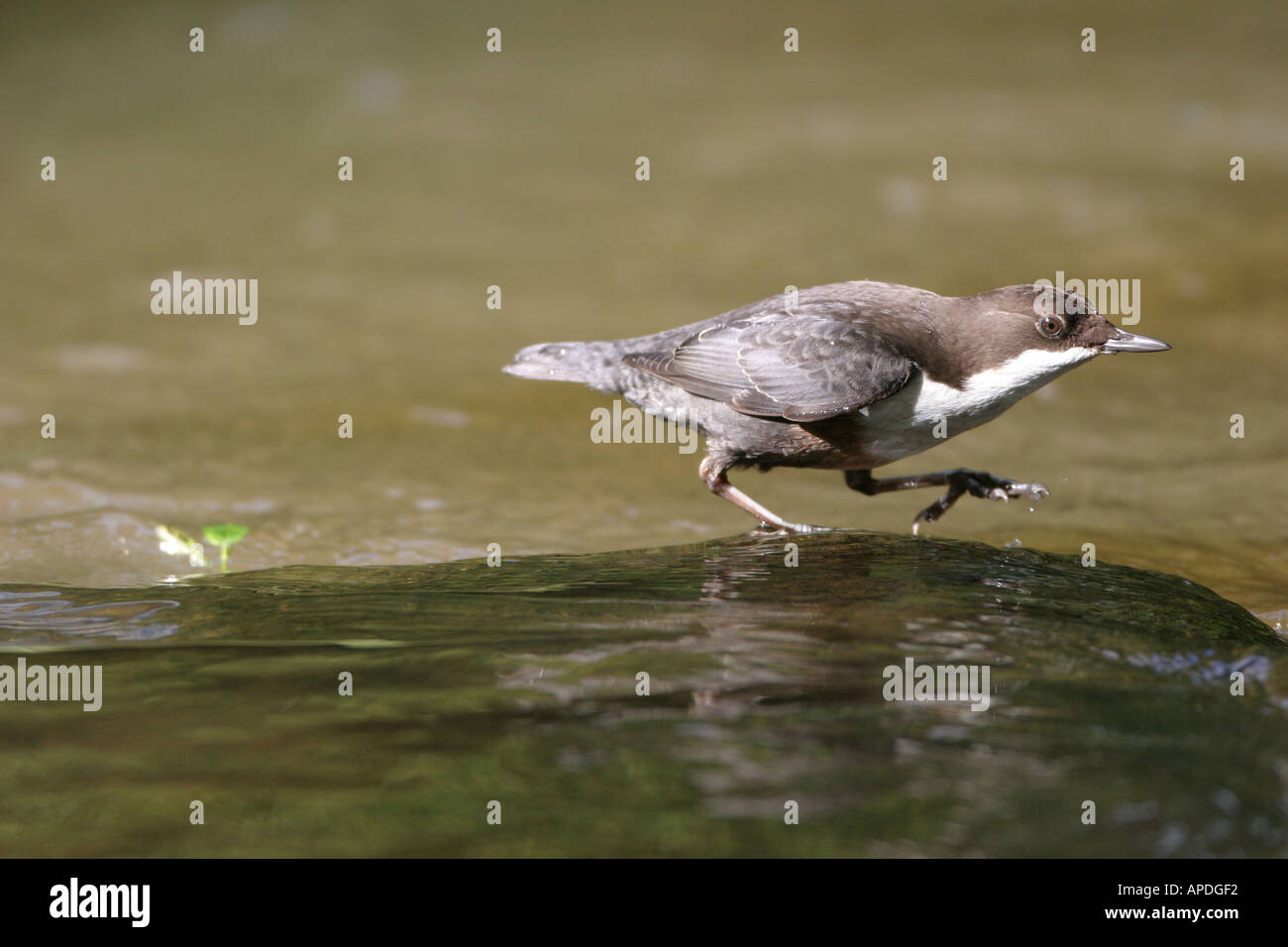 Feet in stream uk sunshine hi-res stock photography and images - Alamy