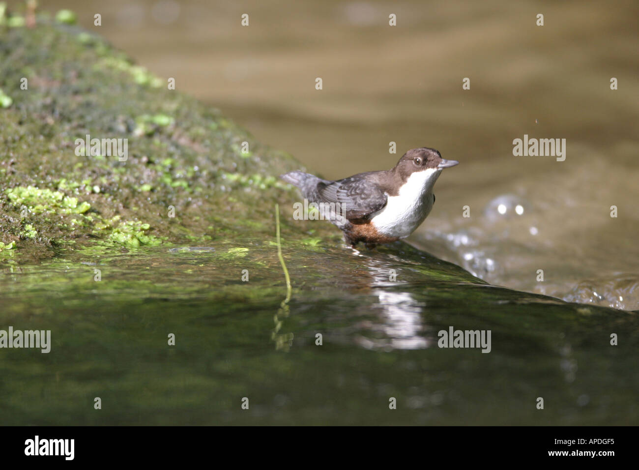 Dipper species hi-res stock photography and images - Alamy