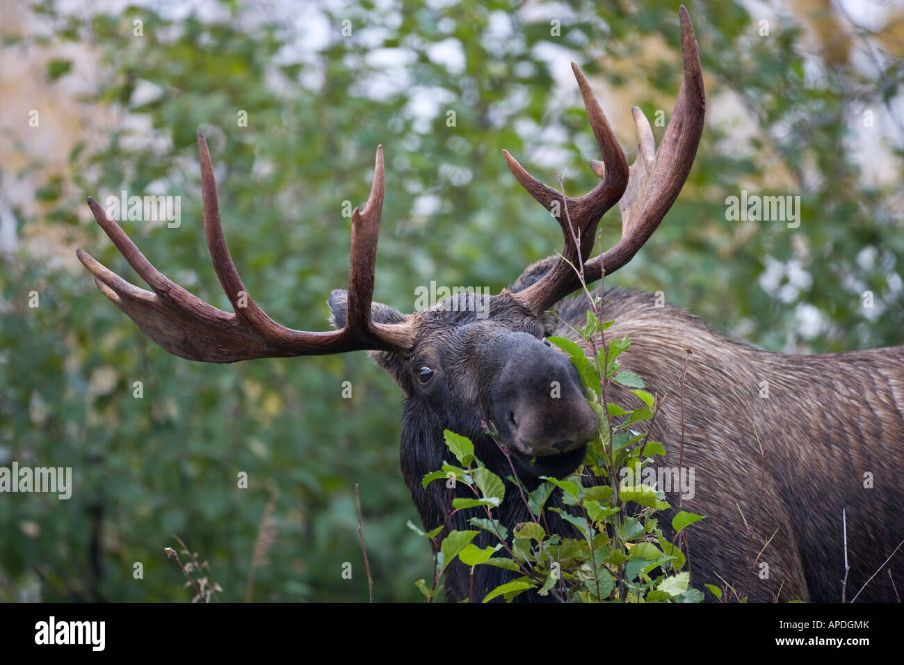 alaska anchorage bull moose browses shrub in an anchorage yard moose ...