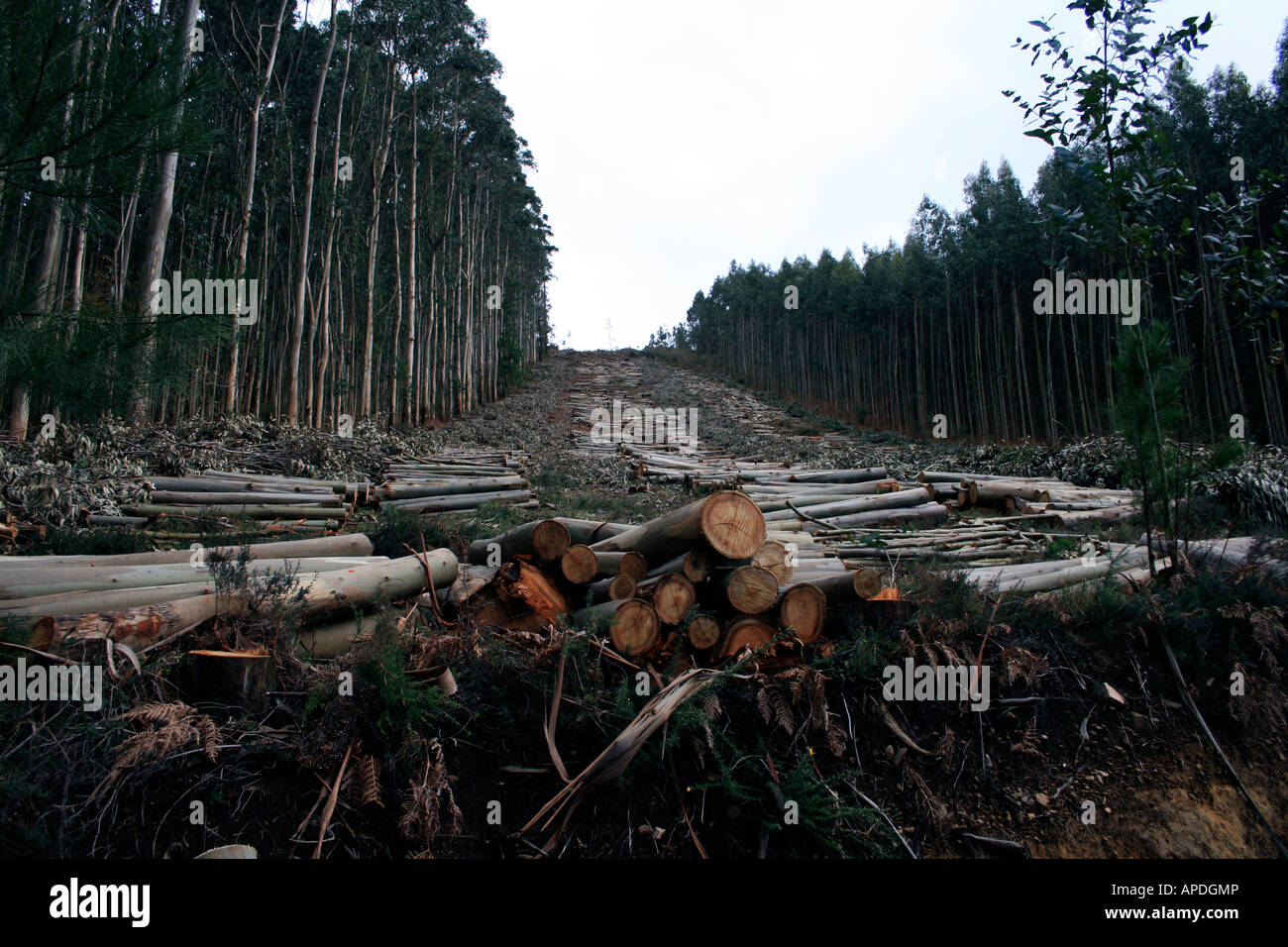 Deforestation in Galicia, Spain Stock Photo - Alamy
