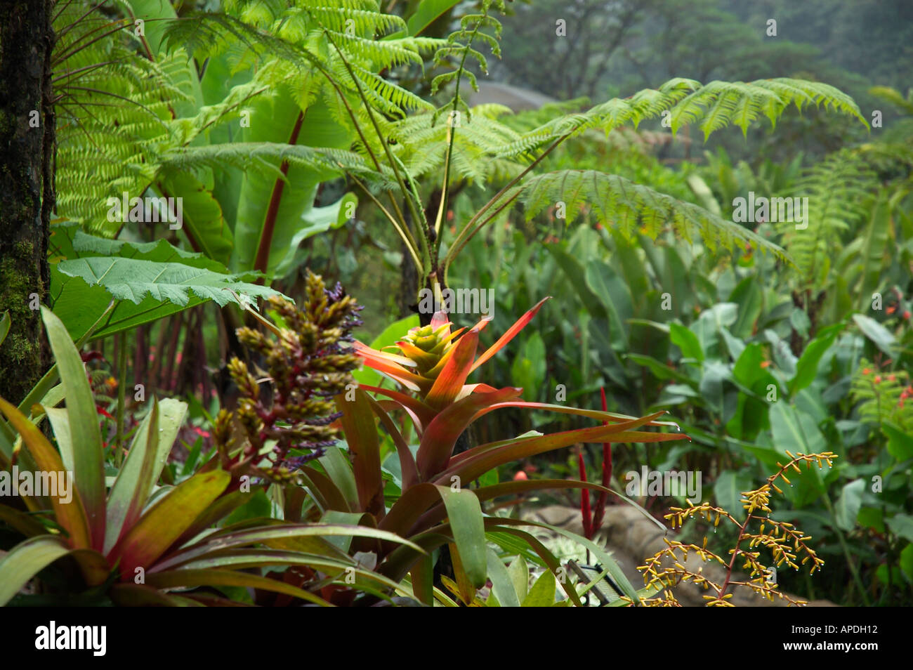 Costa Rica Rainforest Biome High Resolution Stock Photography and ...