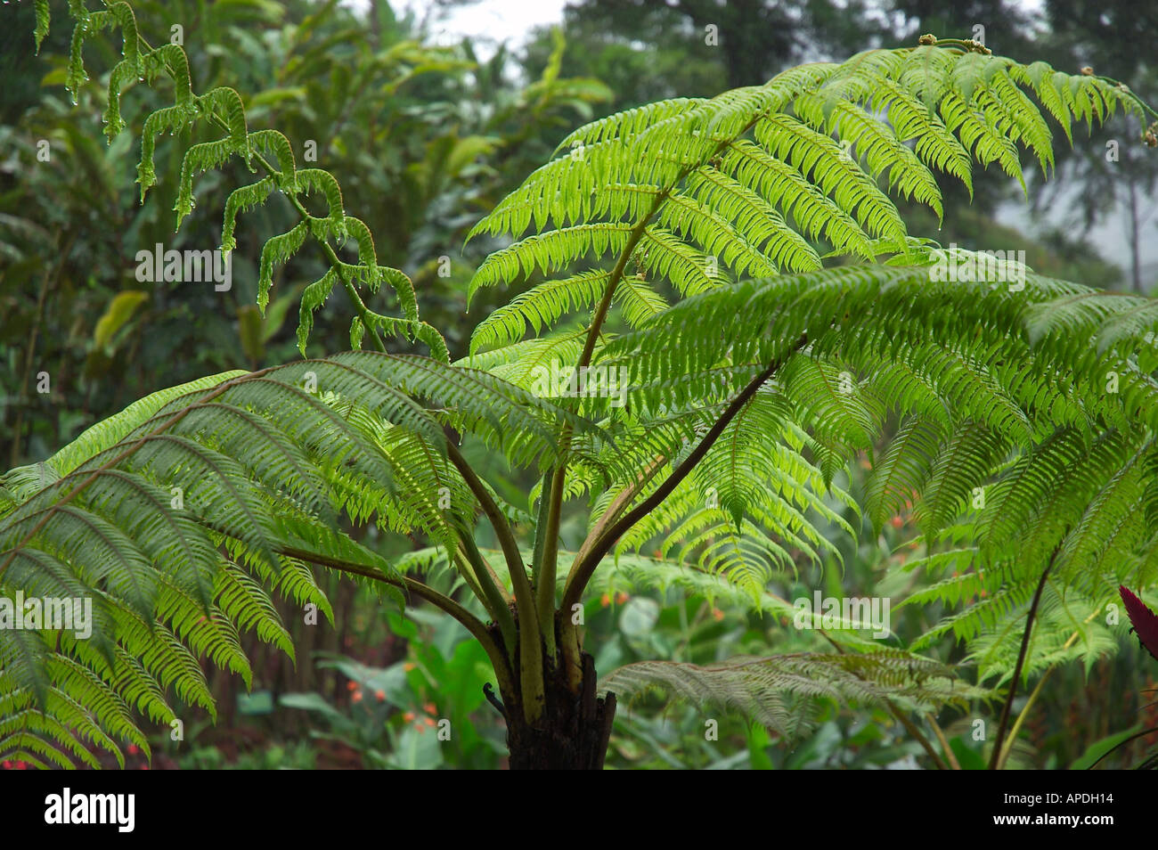 RAIN FOREST FERN COSTA RICA Stock Photo - Alamy