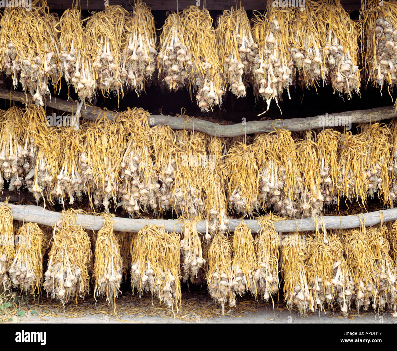 Garlic hanging hi-res stock photography and images - Alamy