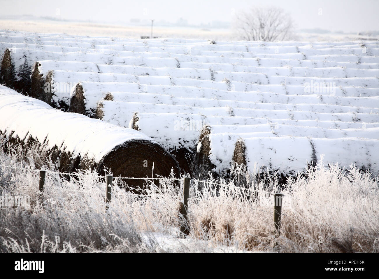 Snow covered hay bales Stock Photo - Alamy