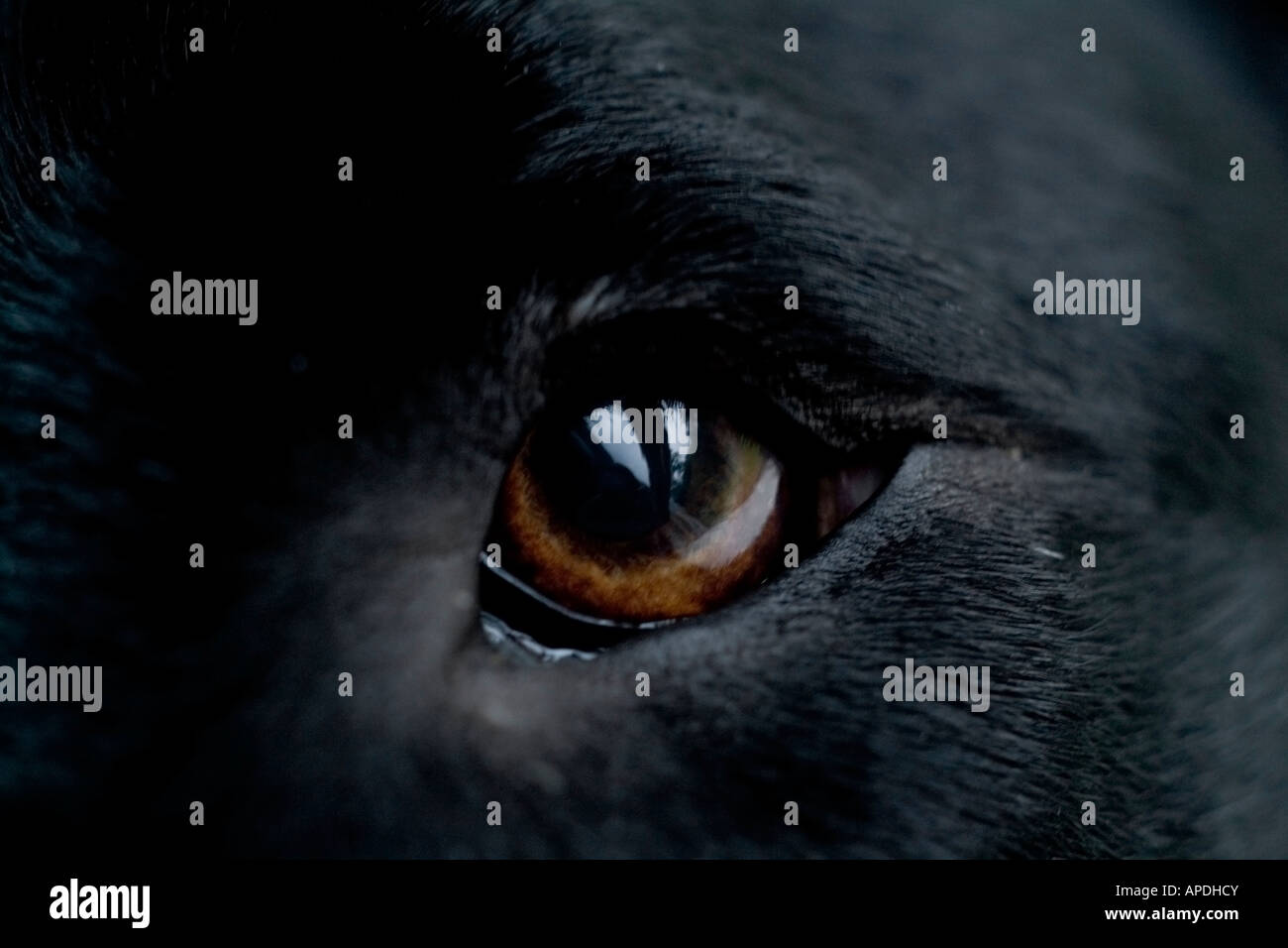 The gentle eye of a Black Labrador Stock Photo - Alamy